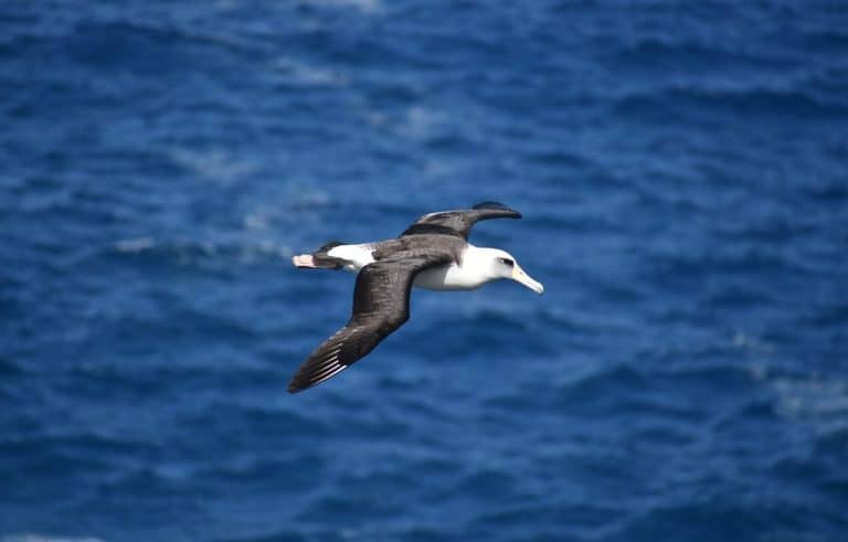 Albatros - Qué es, tipos, características y usos