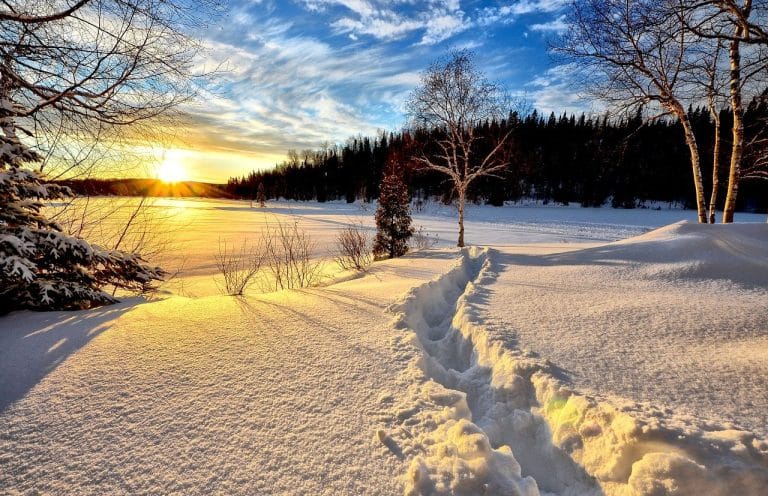 Albedo - Qué es, en la botánica, definición y concepto