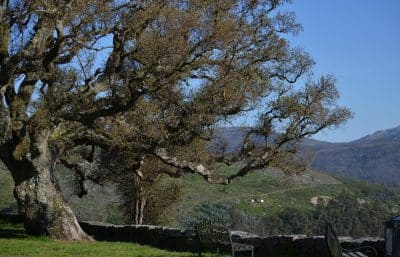 Alcornoque - Qué es, características, definición y concepto
