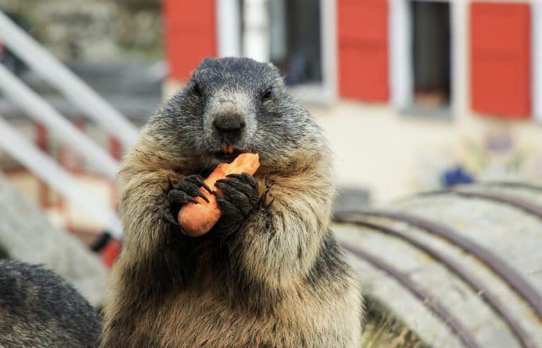 Alimentación - Qué es, definición y concepto