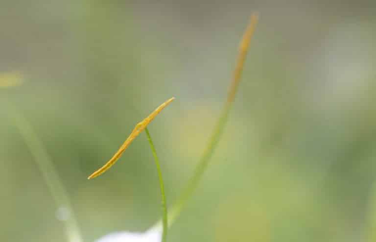 Androceo - Qué es, características, definición y concepto