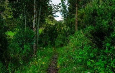 Autótrofos - Qué es, definición, etimología y características