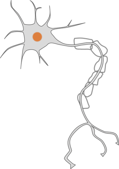Axón - Qué es, características, funciones y usos