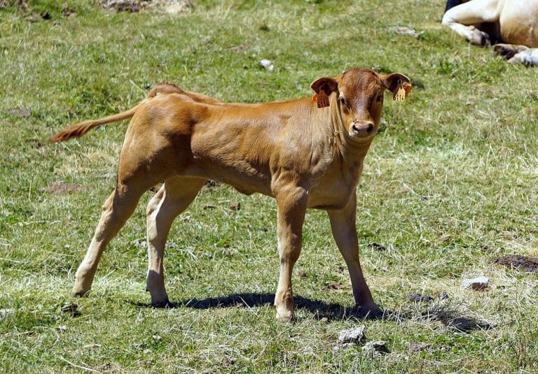 Becerro - Qué es, definición, usos y en la literatura