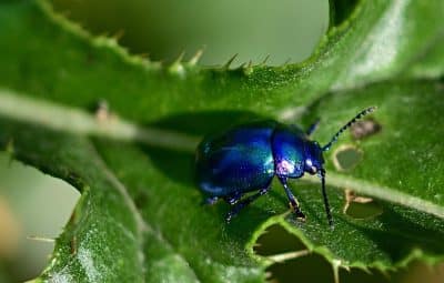 Bicho - Qué es, tipos, definición y concepto