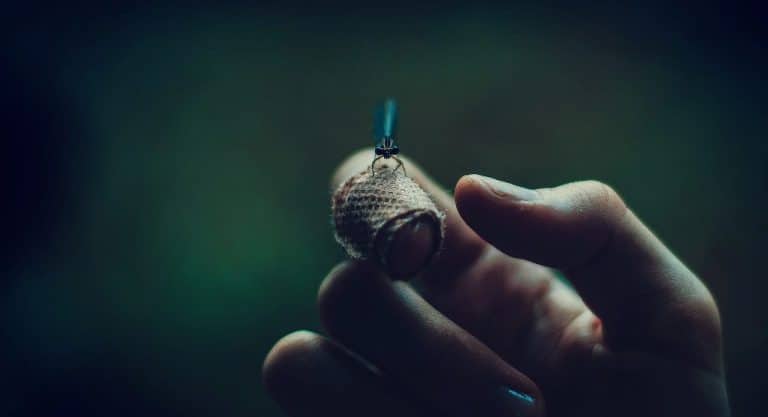 Bicho - Qué es, tipos, definición y concepto