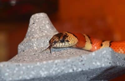 Bífido - Qué es, origen, clasificación y consecuencias