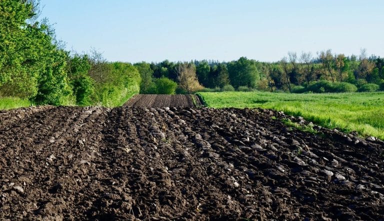 Barbecho - Qué es, características, clasificación y usos