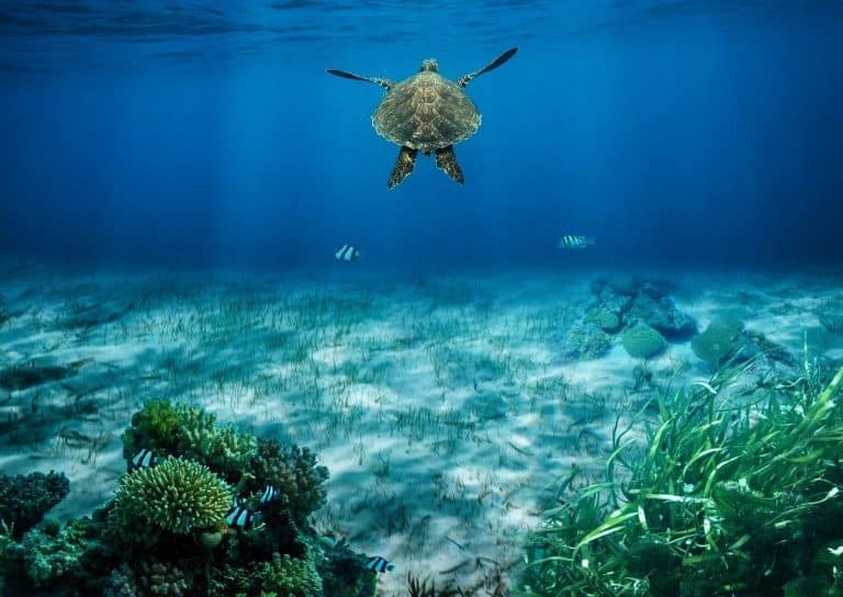 Biología marina - Qué es, definición y concepto