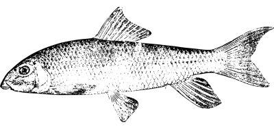 Boga - Qué es, tipos, definición y concepto