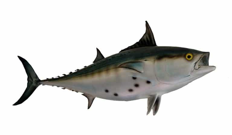 Bonito - Qué es, definición, usos y en la música