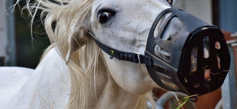 Bozal - Qué es, definición, tipos y usos