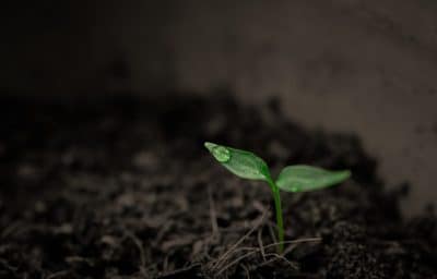 Brote - Qué es, definición y concepto