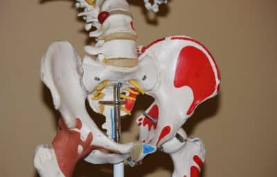 Cadera - Qué es, definición y concepto