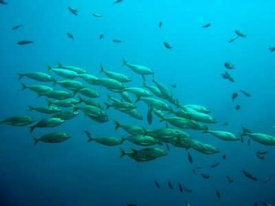 Cardumen - Qué es, usos, definición y concepto