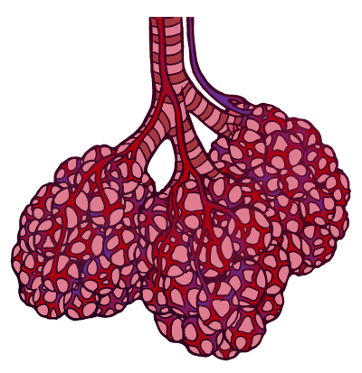 Capilar - Qué es, definición y concepto