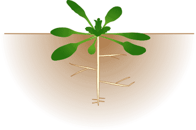 Capilaridad - Qué es, definición y concepto