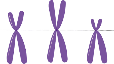 Centrómero - Qué es, tipos, definición y concepto
