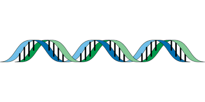 Codominancia - Qué es, definición y concepto