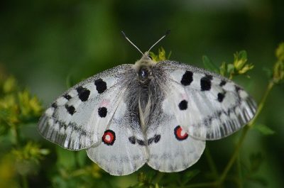 Conspicuo - Qué es, ejemplos, definición y concepto