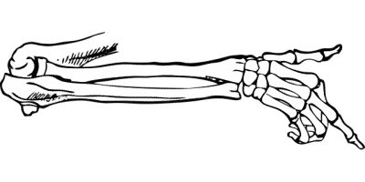 Cúbito - Qué es, clasificación, definición y concepto