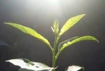 Fotoperíodo - Qué es, definición y concepto