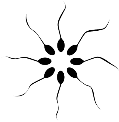 Haploide - Qué es, definición y concepto