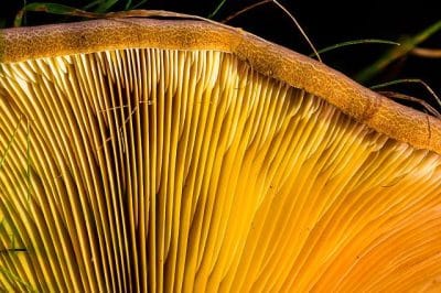 Hifas - Qué es, clasificación, definición y concepto