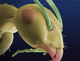 Definición de macroscópico - Qué es, Significado y Concepto