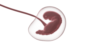 Mórula - Qué es, definición, origen y características