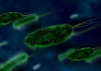 Bacteriófago - Qué es, características, definición y concepto