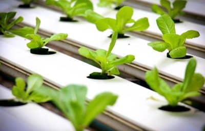 Hidroponía - Qué es, historia, características, ventajas y tipos