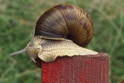 Opérculo - Qué es, definición y concepto