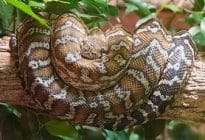 Definición de boa - Qué es, Significado y Concepto