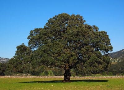 Alcanfor - Qué es, etimología, historia, usos, propiedades y aplicaciones