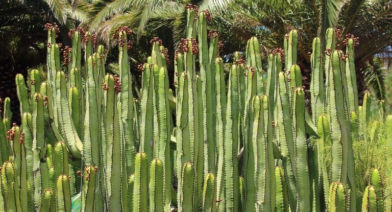 Cardón - Qué es, definición y concepto