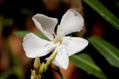 Adelfa - Qué es, características, definición y concepto