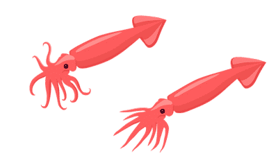 Calamar - Qué es, características, definición y concepto