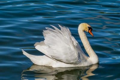 Cisne - Qué es, teoría, definición y concepto
