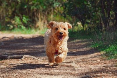 Canino - Qué es, características, definición y concepto