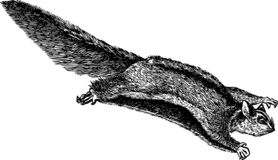 Ardilla - Qué es, definición y concepto