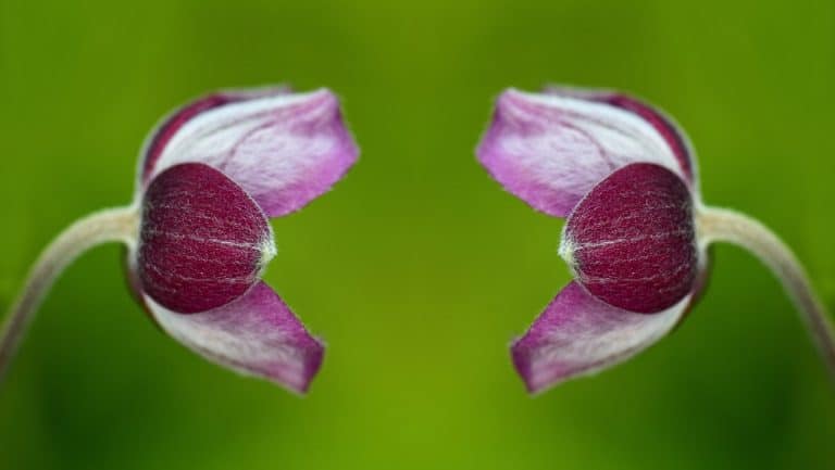 Clonación - Qué es, definición, tipos y métodos