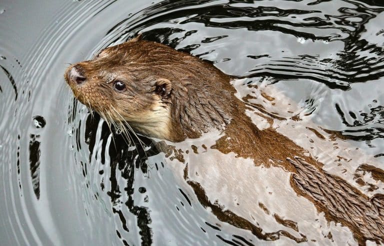 Nutria - Qué es, características, definición y concepto