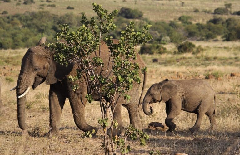 Derechos de los animales - Qué son, definición, historia y formas