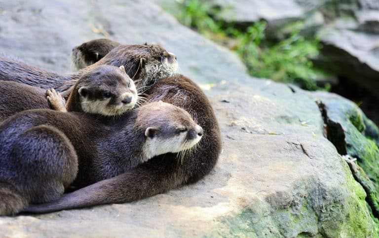Nutria - Qué es, características, definición y concepto