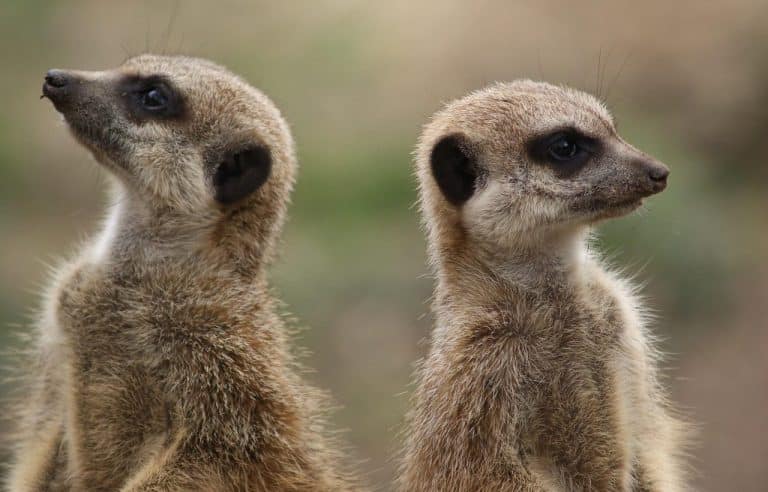 Disconformidad - Qué es, causas, definición y concepto